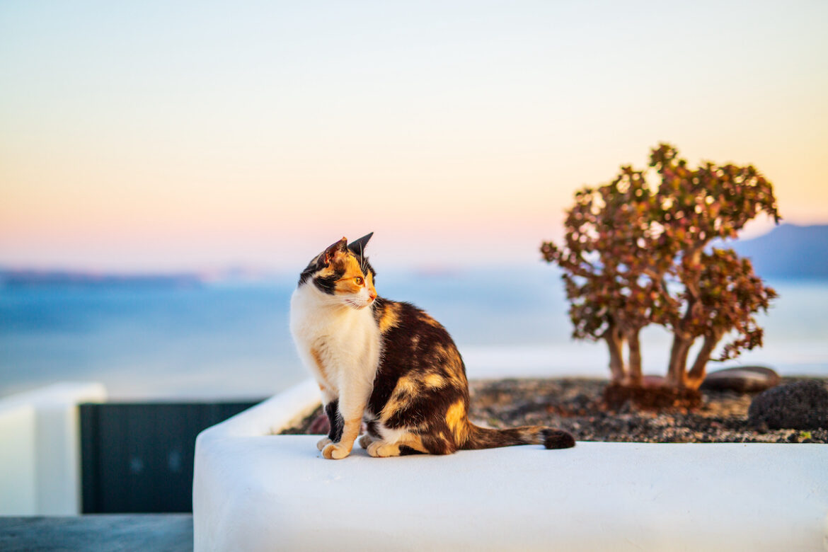 Voluntariado con gatos en Syros, Grecia, 2026 - Indomio News