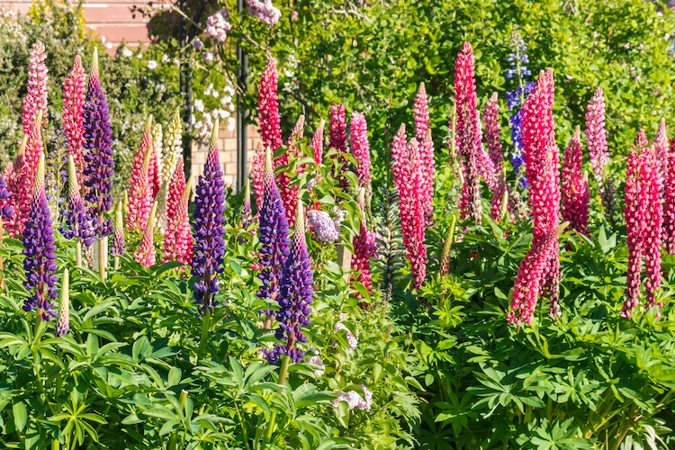 ¿Cómo cuidar el lupino o lupinus? - Indomio News