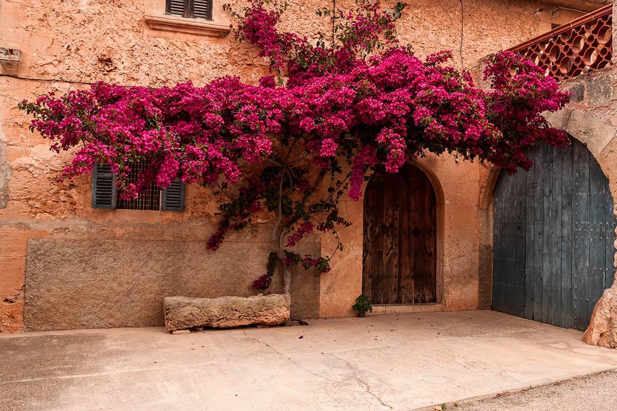Mejores plantas trepadoras para la terraza - Indomio News