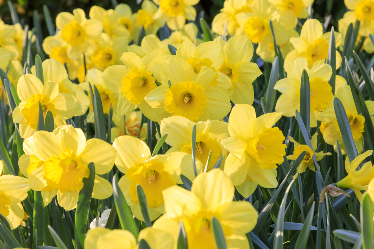 10 plantas que florecen en marzo - Indomio News