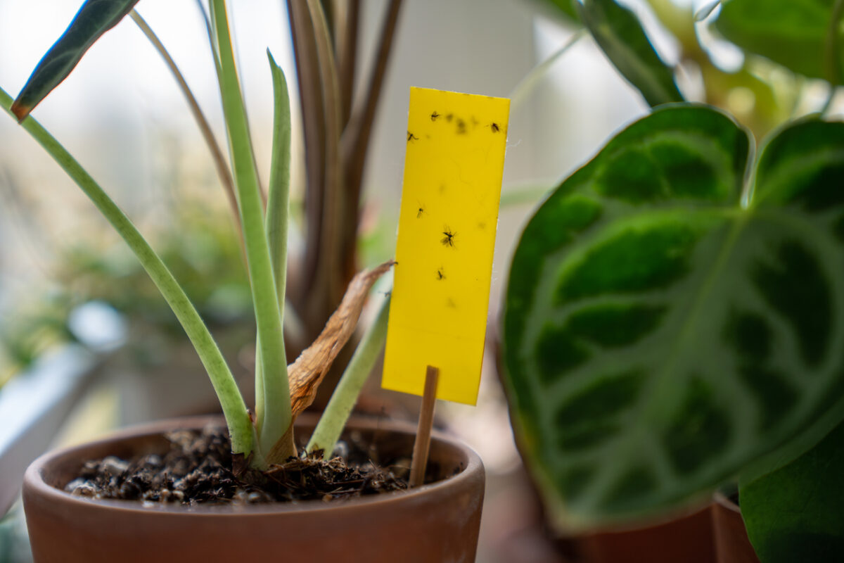 Cuáles son los insectos más comunes que se pueden encontrar en el hogar