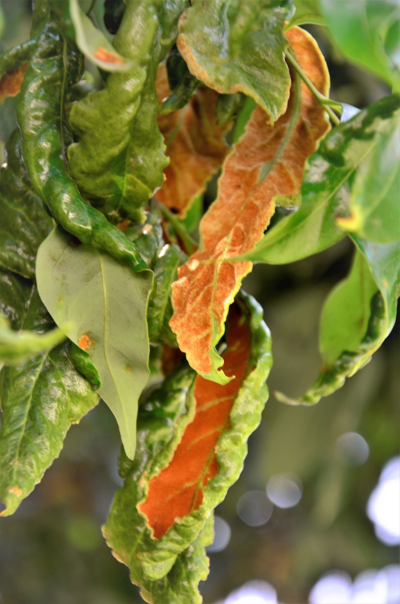 Reconocer y eliminar los ácaros de las plantas - Indomio News