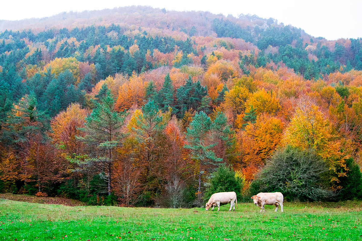 Selva de Irati en Navarra: rutas y cómo llegar - Indomio News